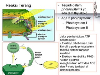 Metabolisme fotosintesis respirasi | PPT
