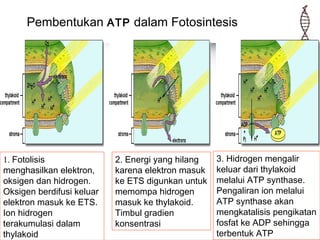 Metabolisme fotosintesis respirasi | PPT