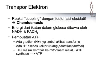 Metabolisme fotosintesis respirasi | PPT