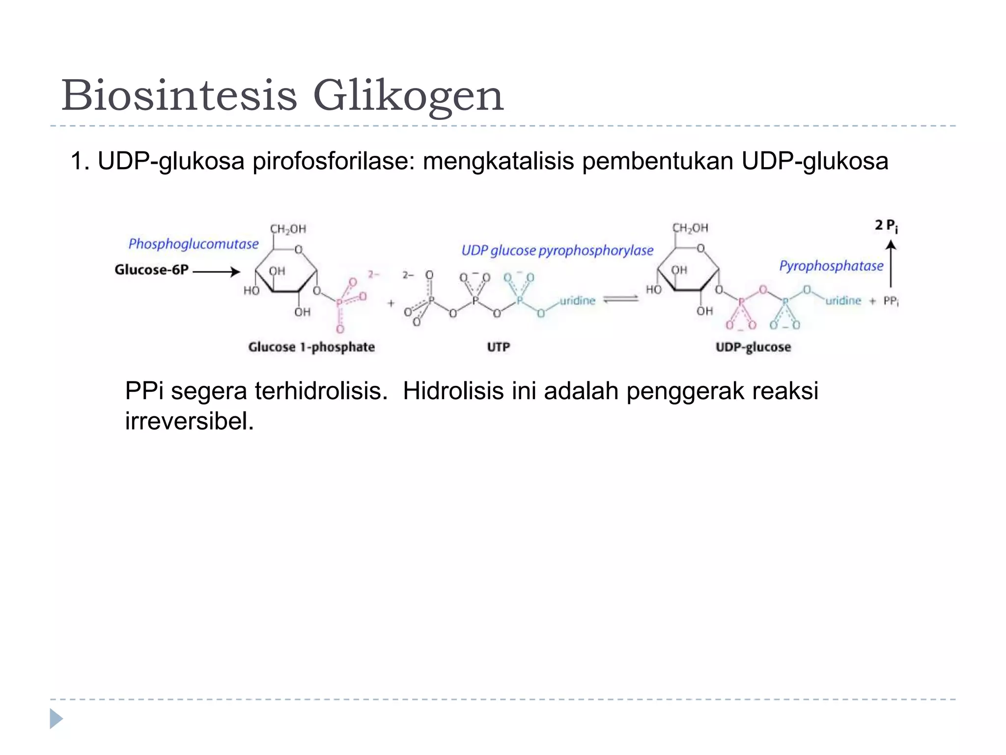 Metabolisme glikogen p9 | PPTX