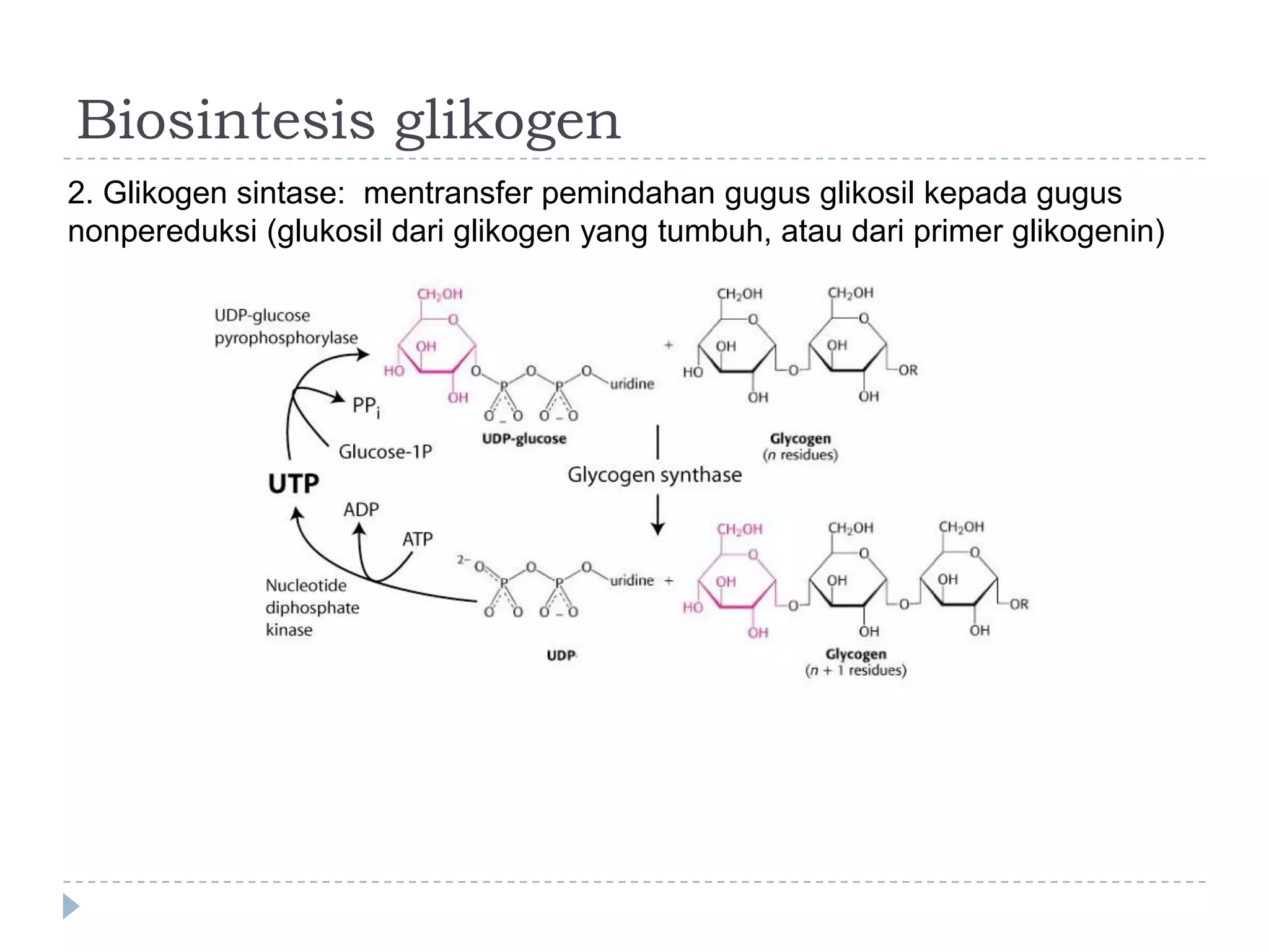 Metabolisme glikogen p9 | PPTX