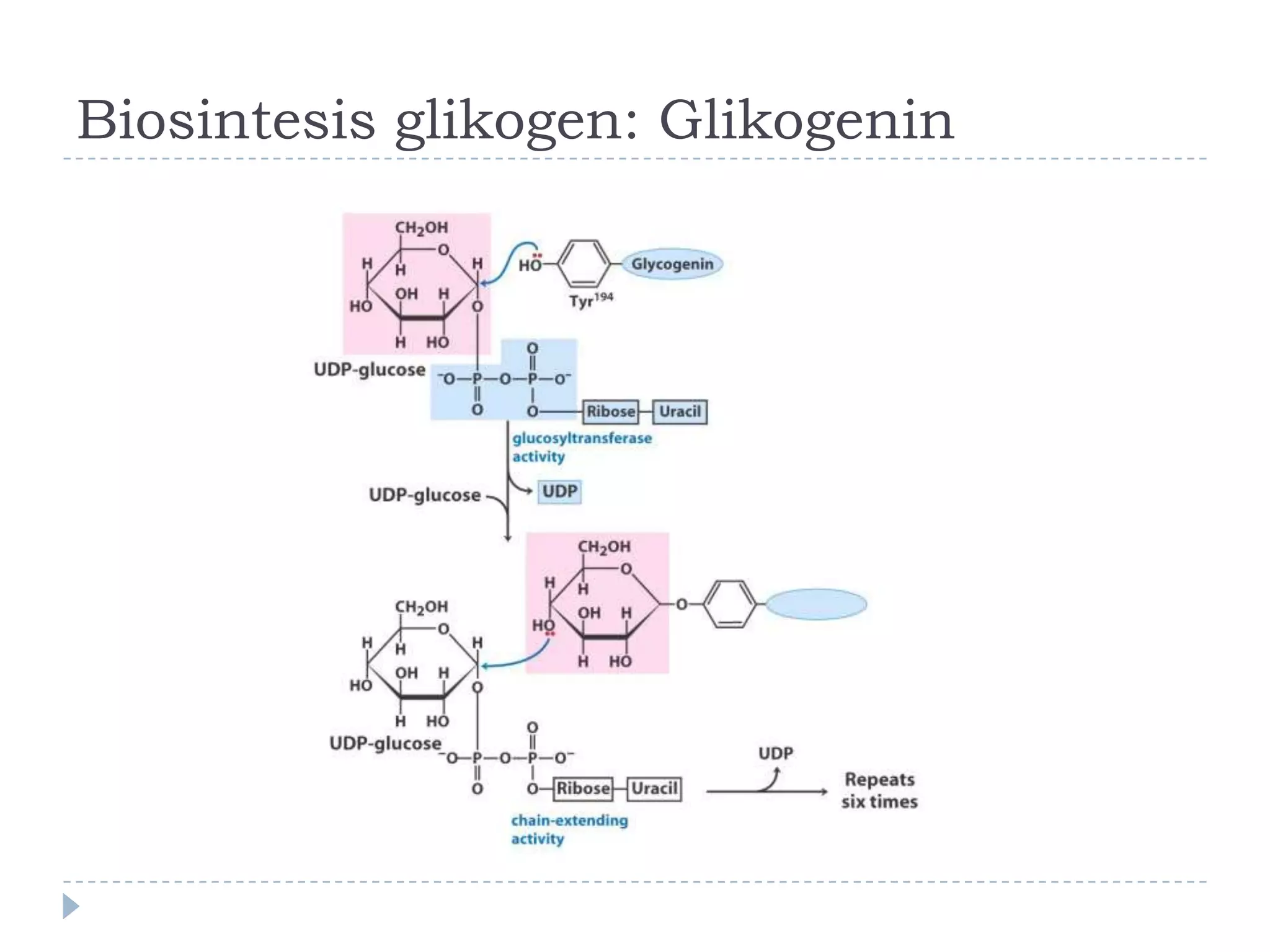 Metabolisme glikogen p9 | PPTX