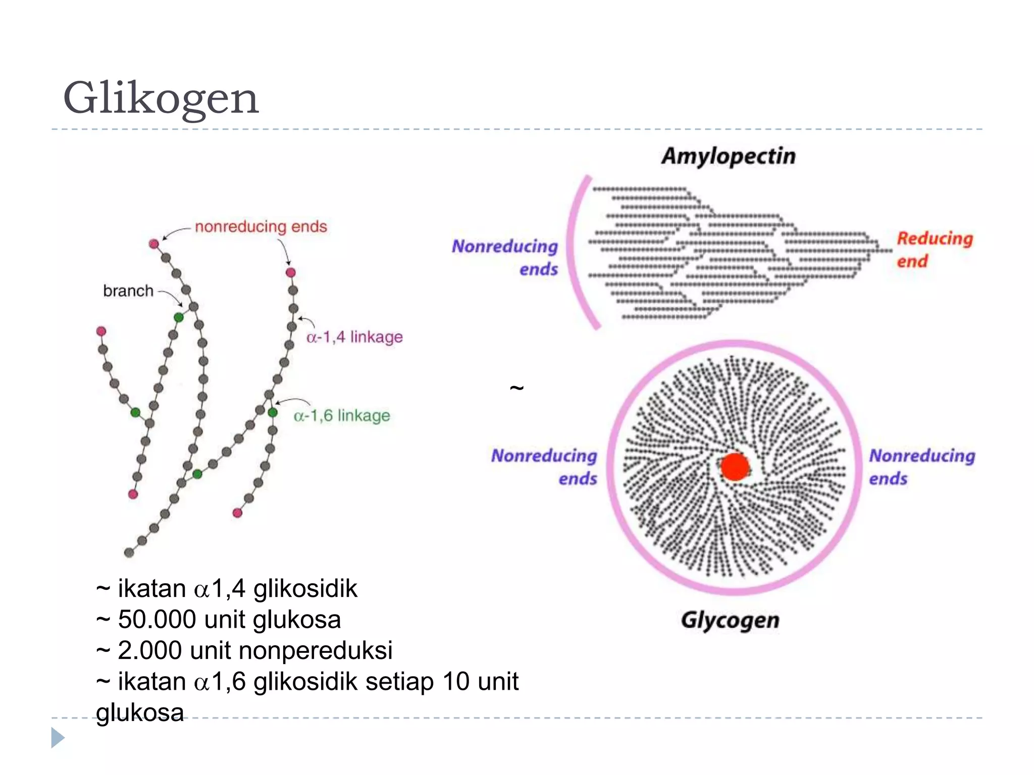 Metabolisme glikogen p9 | PPTX