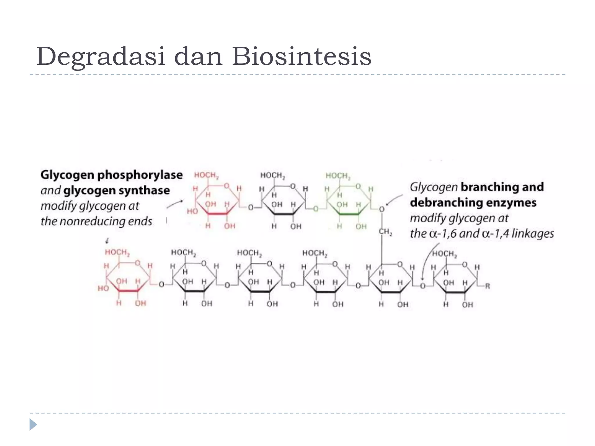Metabolisme glikogen p9 | PPTX