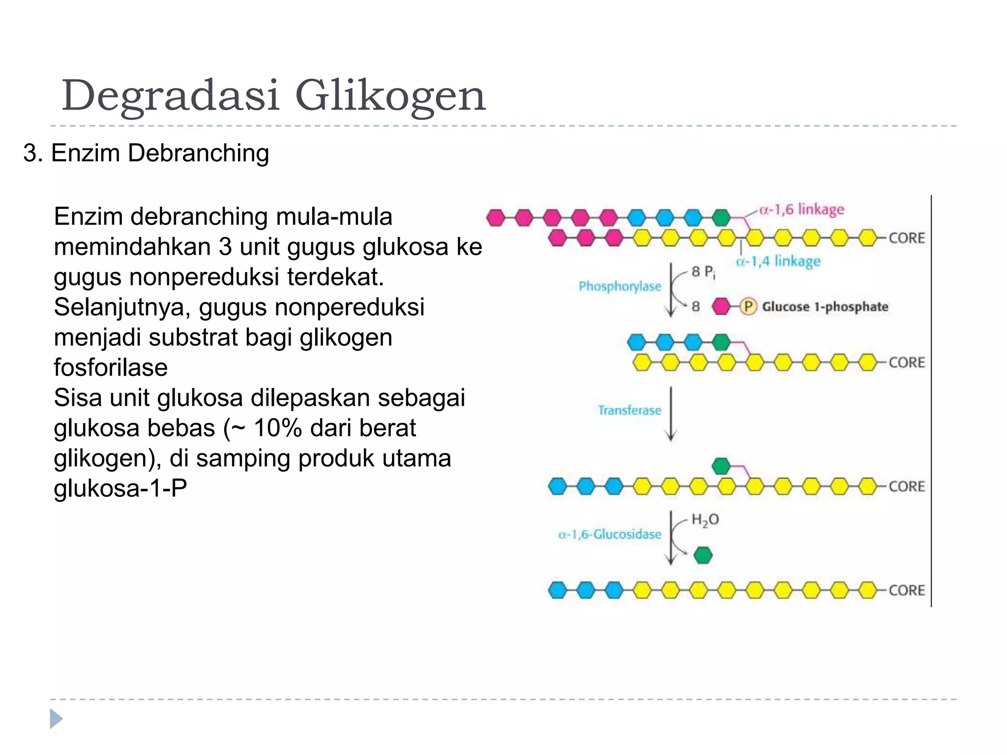 Metabolisme glikogen p9 | PPTX