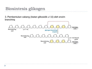 Metabolisme glikogen p9 | PPTX