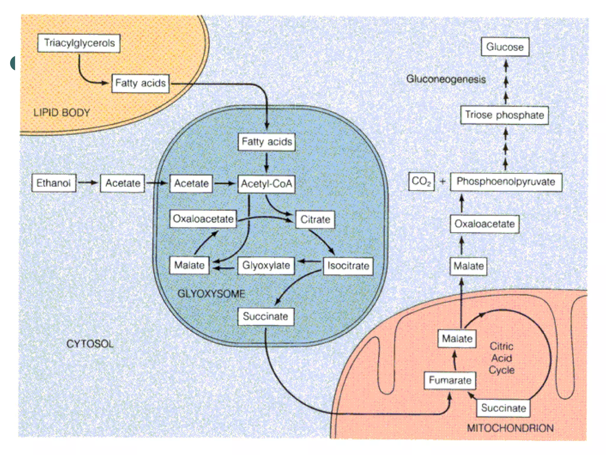 Metabolisme karbohidrat | PPT