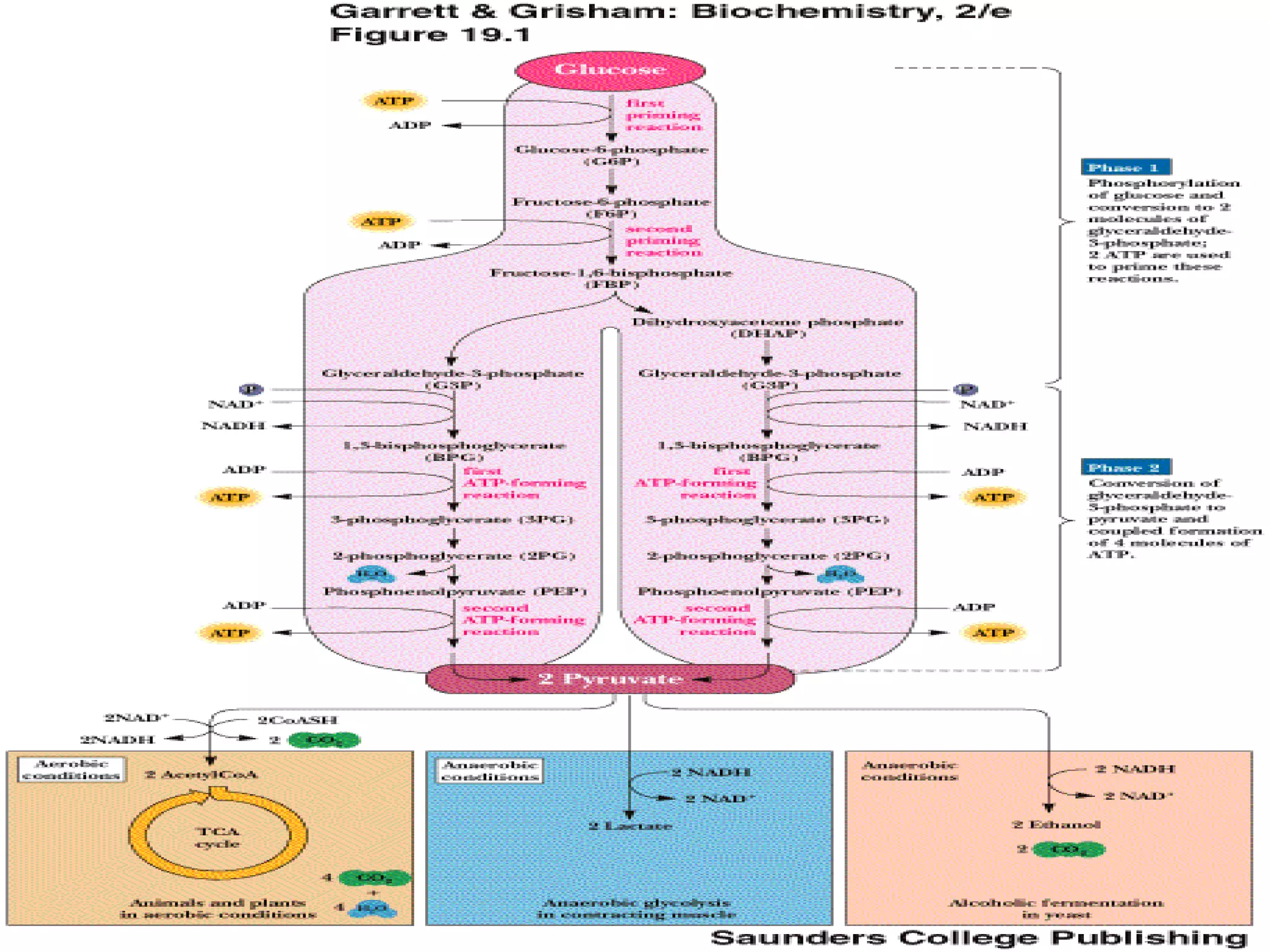 Metabolisme karbohidrat | PPT