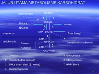 Metabolisme karbohidrat | PPT