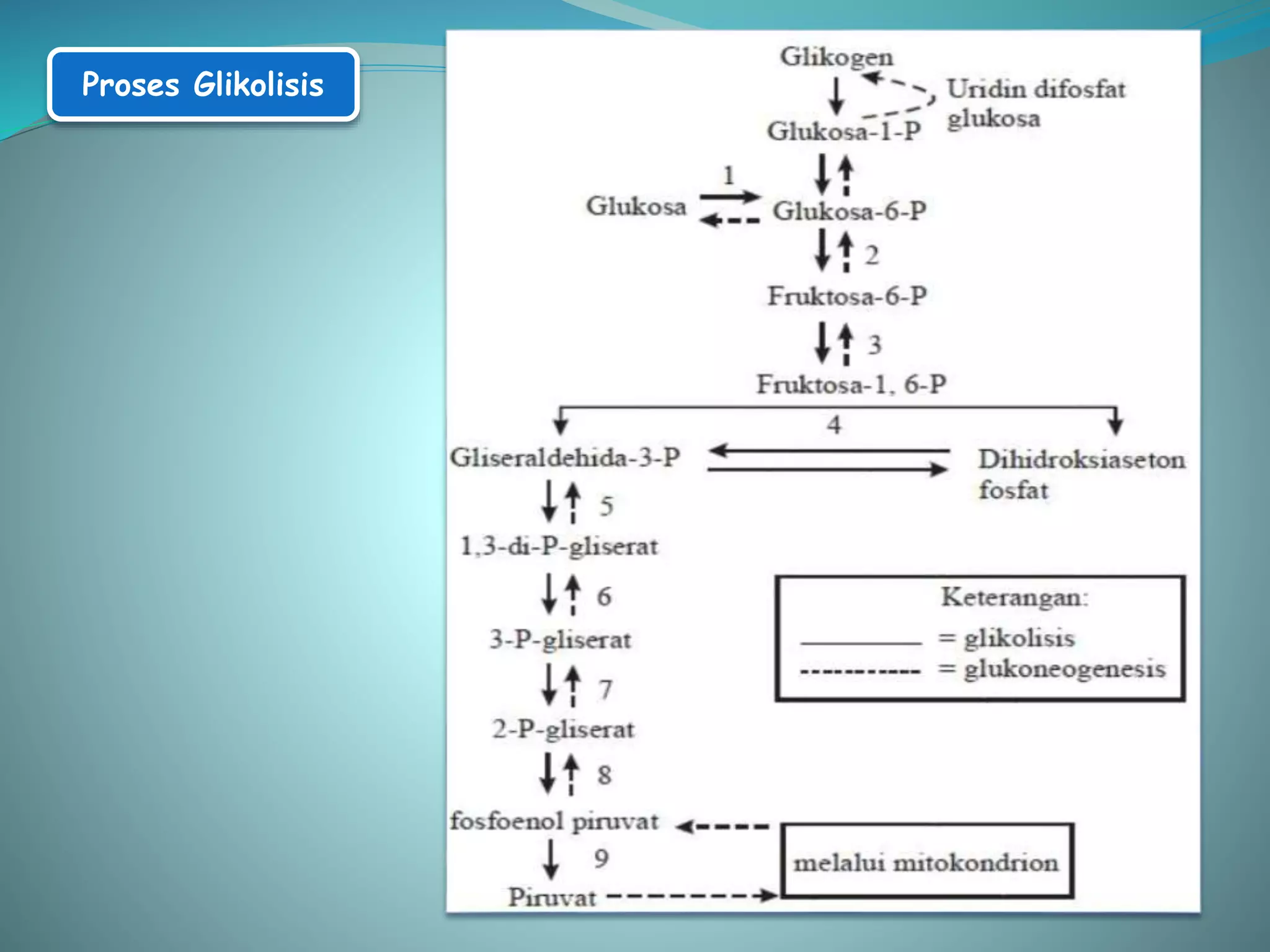 Metabolisme karbohidrat (Katabolisme) | PPTX