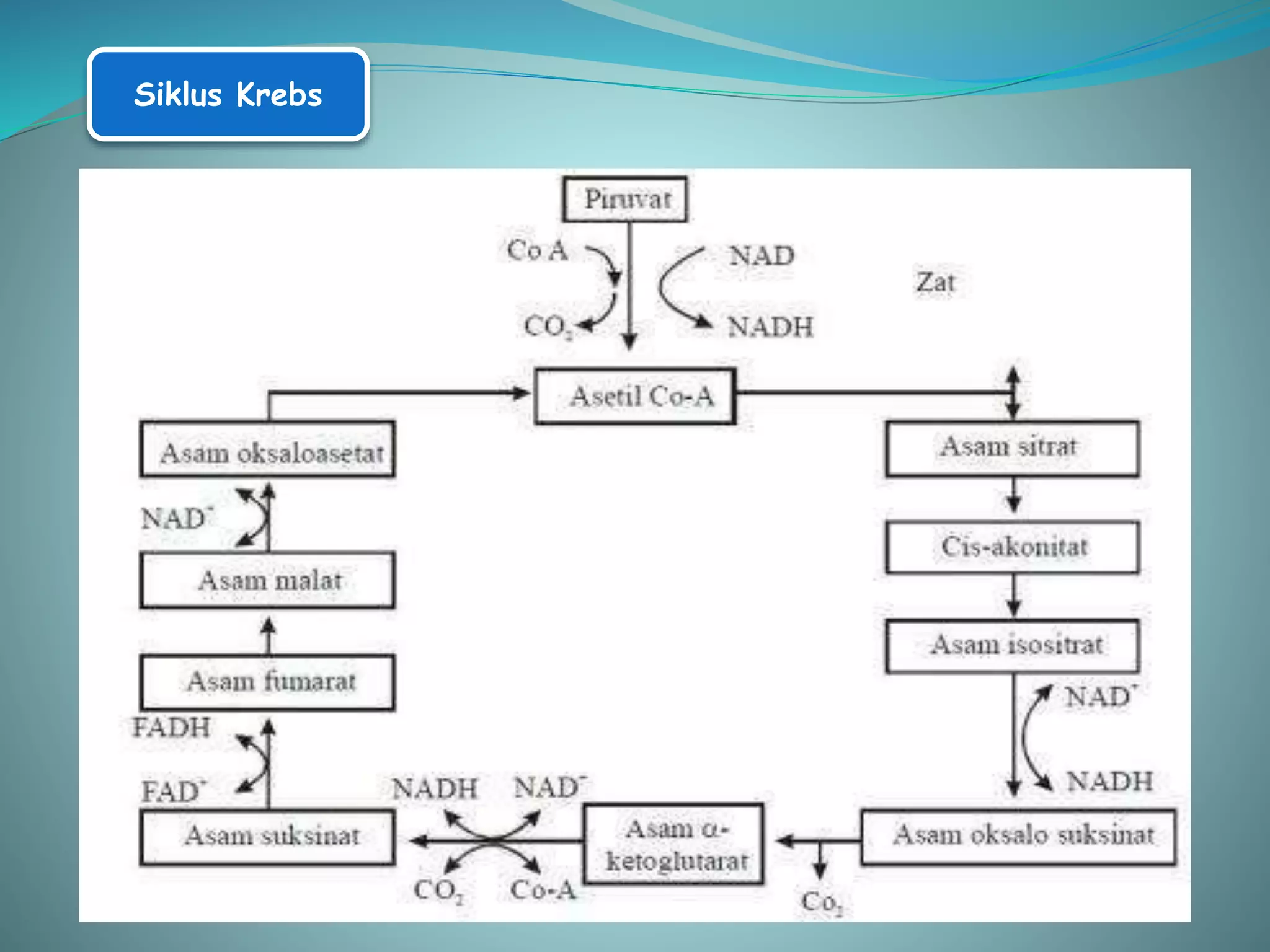 Metabolisme karbohidrat (Katabolisme) | PPTX