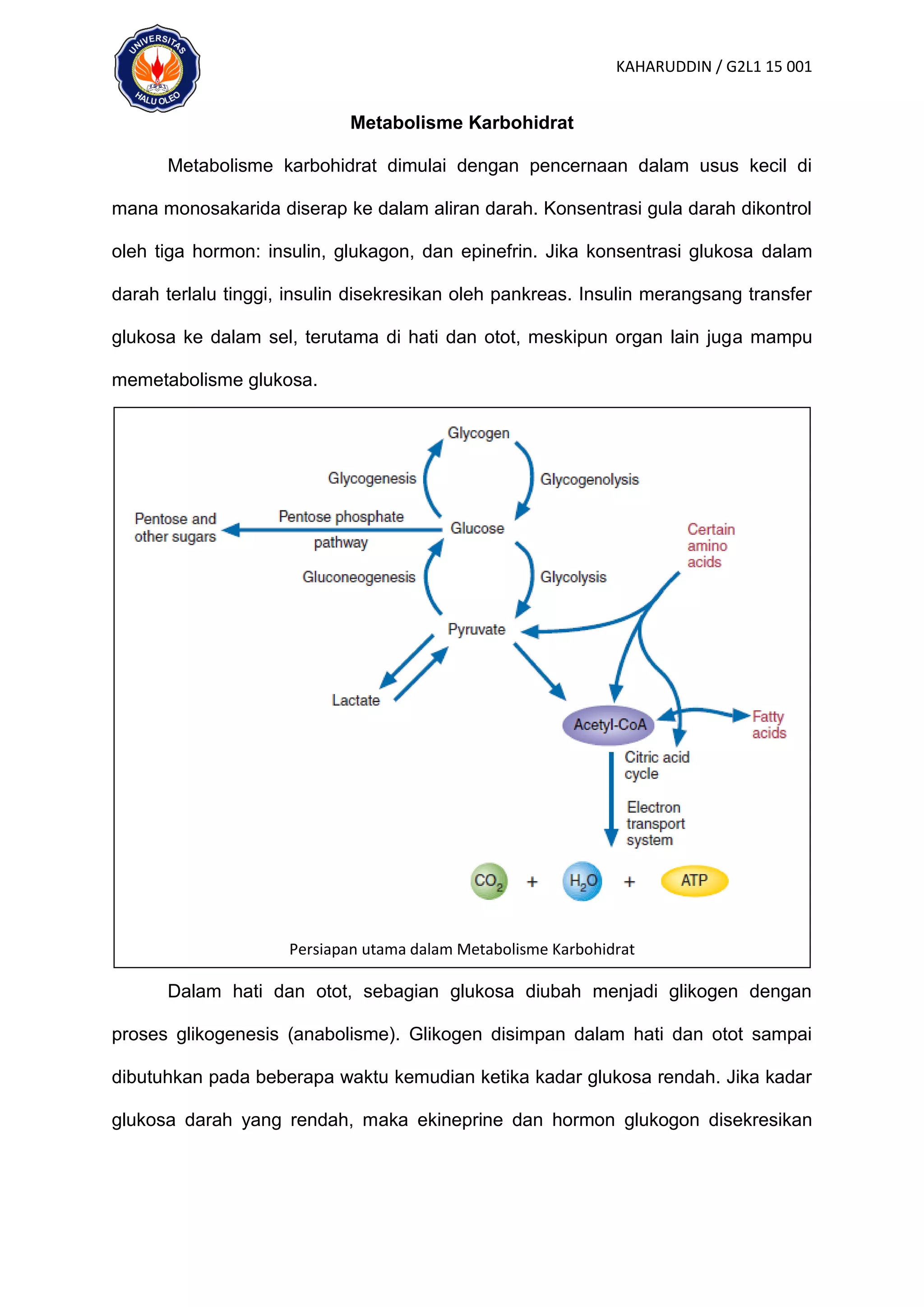 Metabolisme karbohidrat | PDF