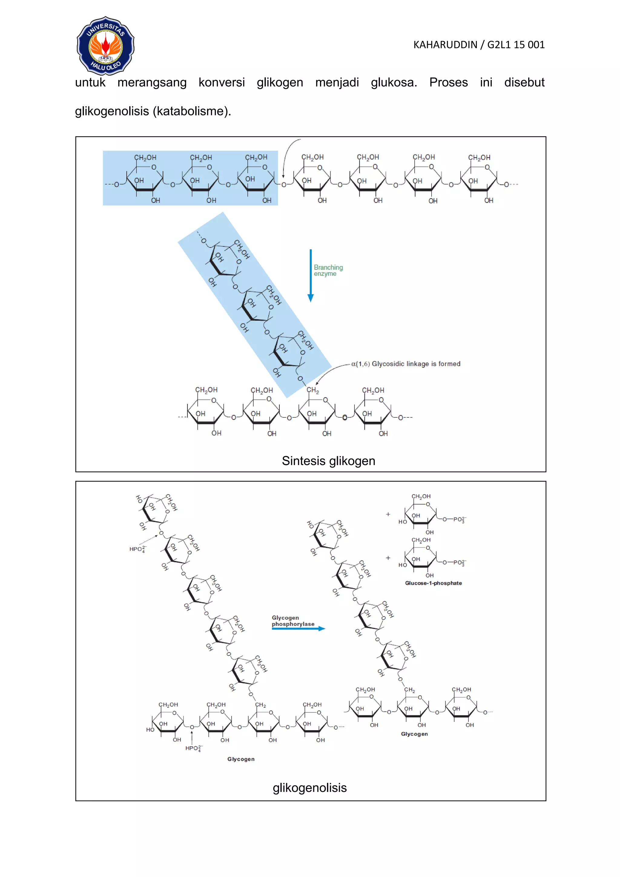 Metabolisme karbohidrat | PDF