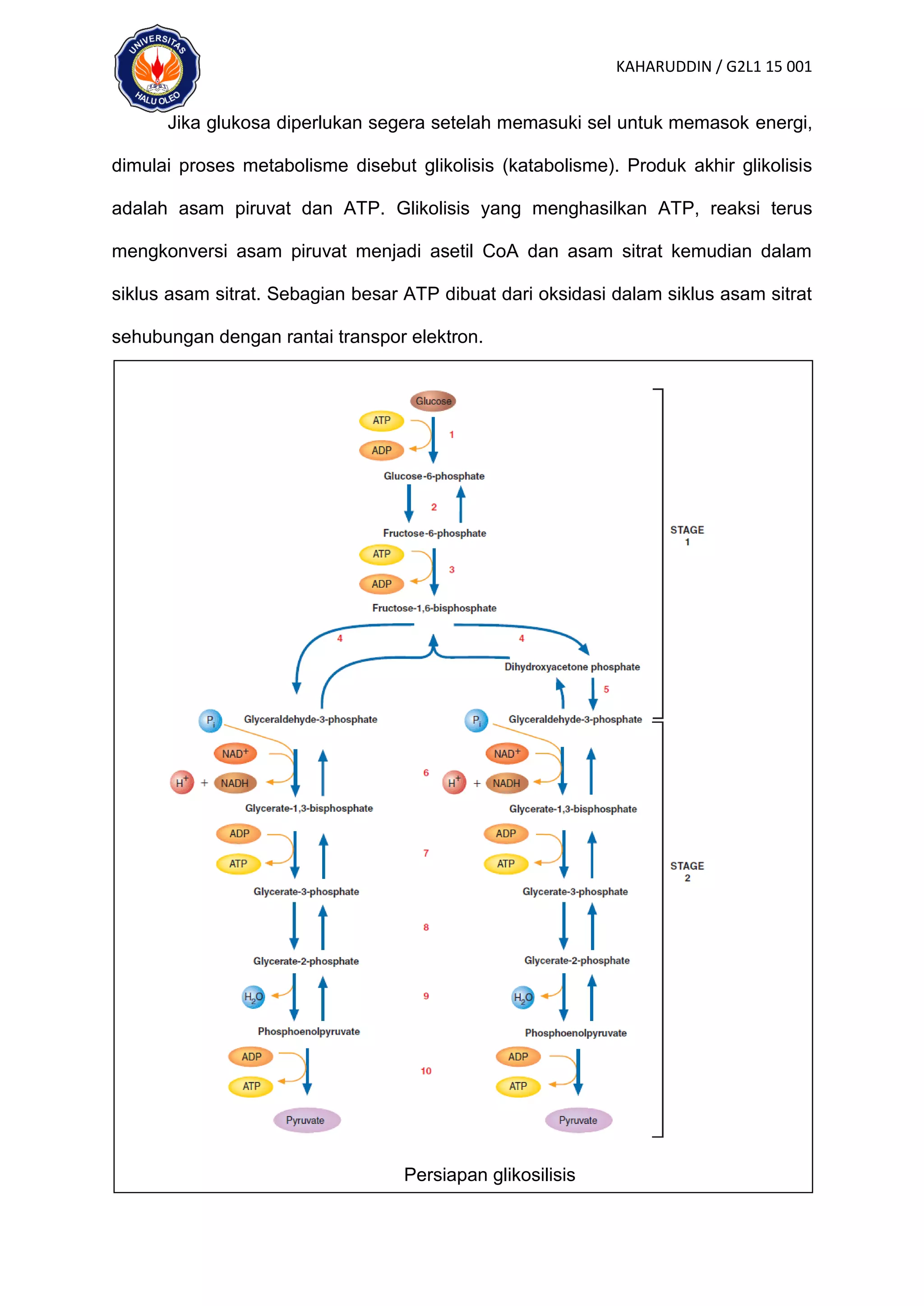Metabolisme karbohidrat | PDF