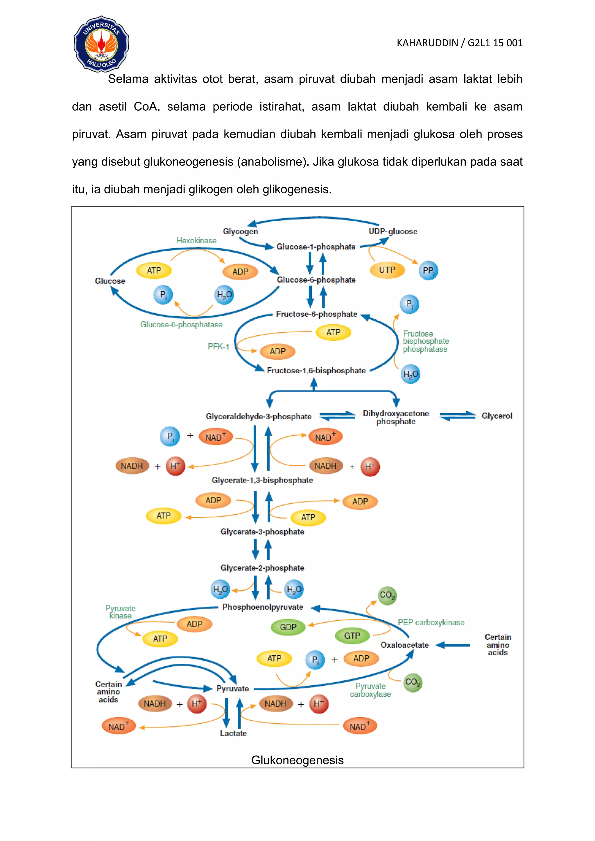 Metabolisme karbohidrat | PDF
