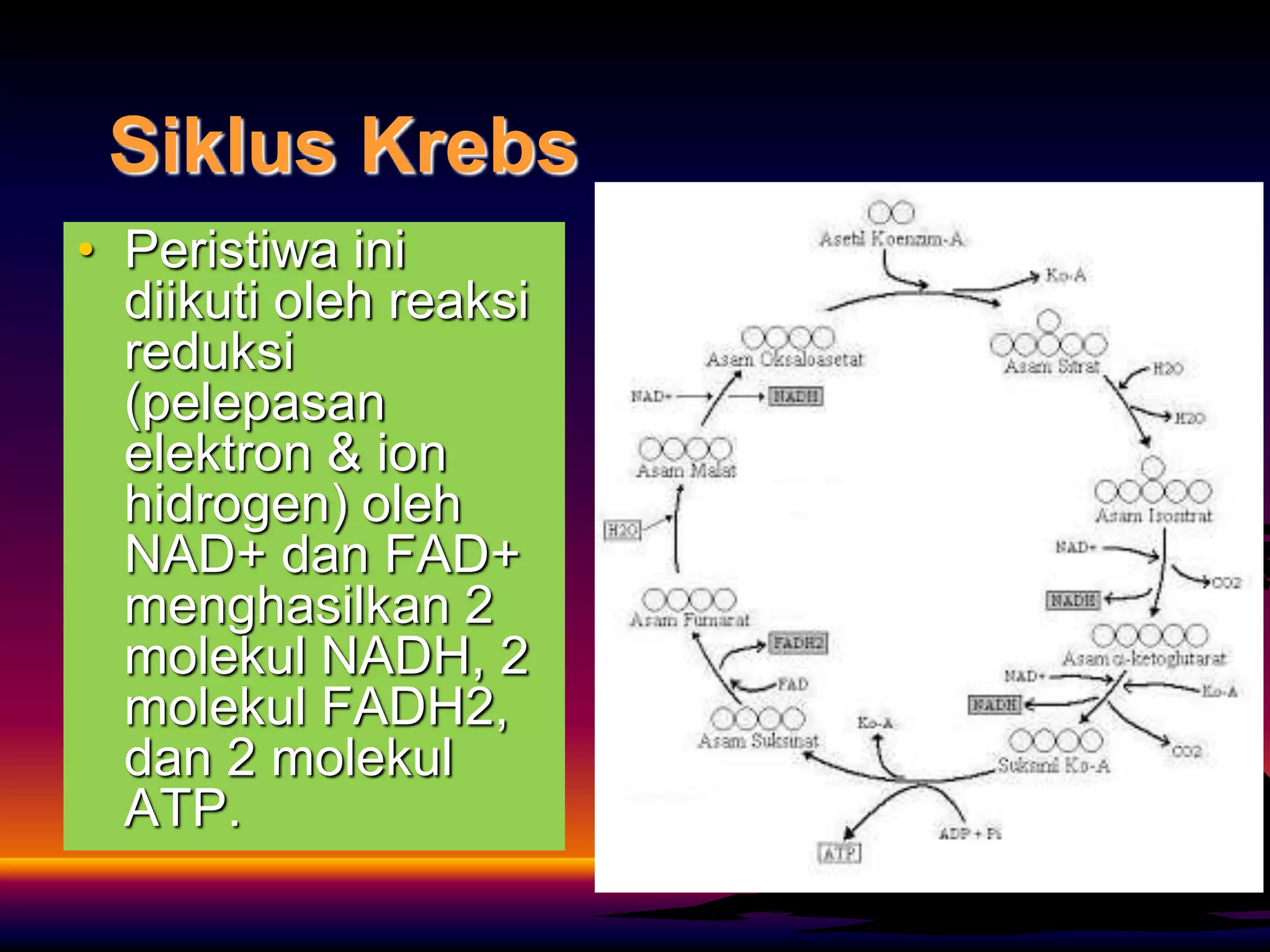 Metabolism of Carbohydrate | PPTX
