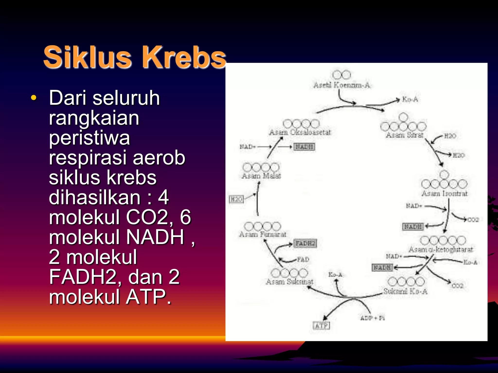 Metabolism of Carbohydrate | PPTX