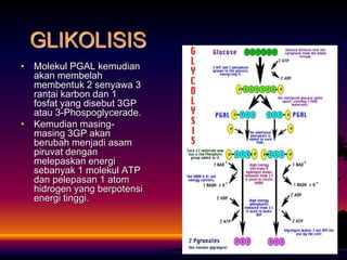 Metabolism of Carbohydrate | PPTX