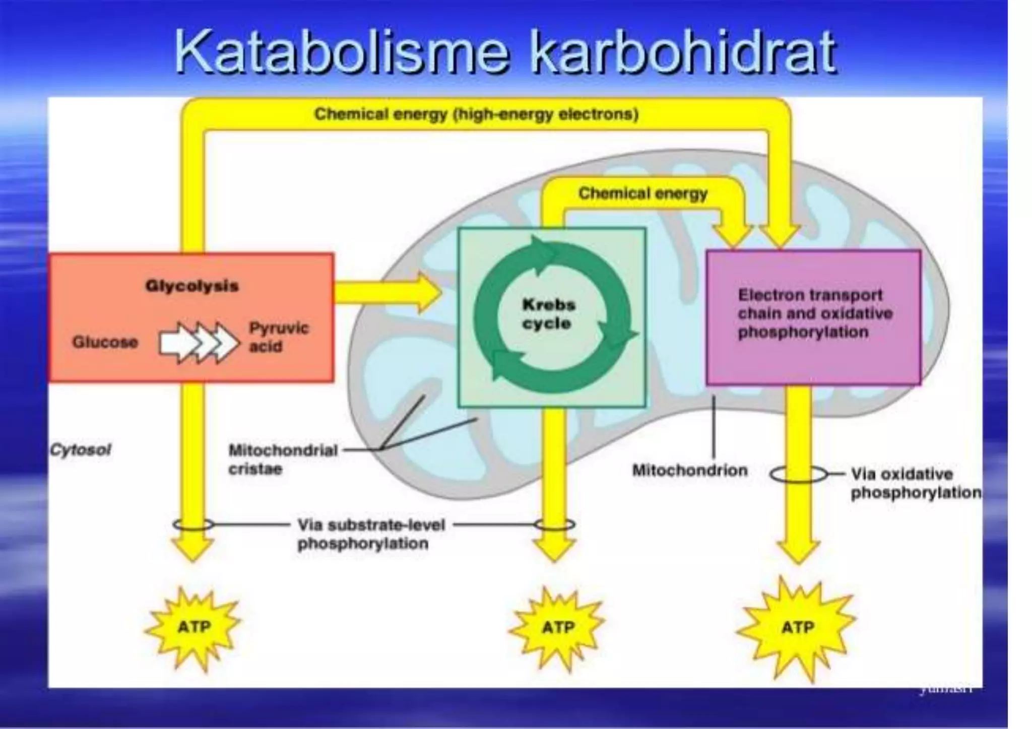 Metabolisme karbohidrat.pptx