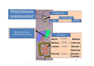 Metabolisme karbohidrat.pptx