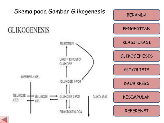 METABOLISME KARBOHIDRAT DISALAM TUBUH.ppt