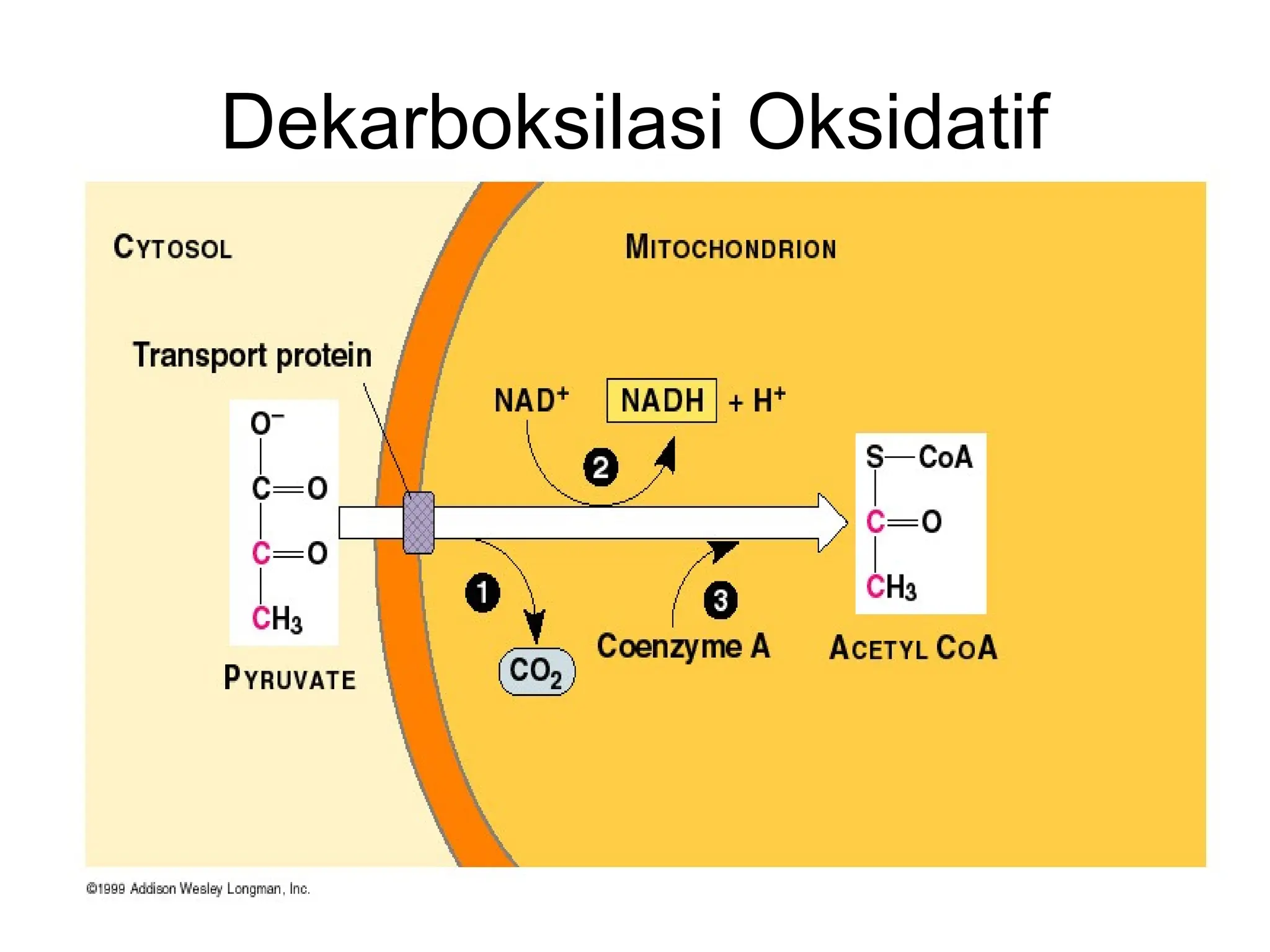 Metabolisme Karbohidrat Metabolisme Karbohidrat | PPT