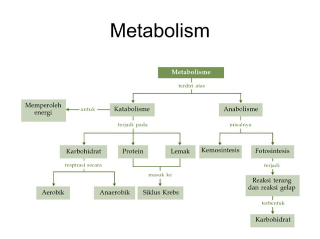 Metabolisme Karbohidrat Metabolisme Karbohidrat | PPT