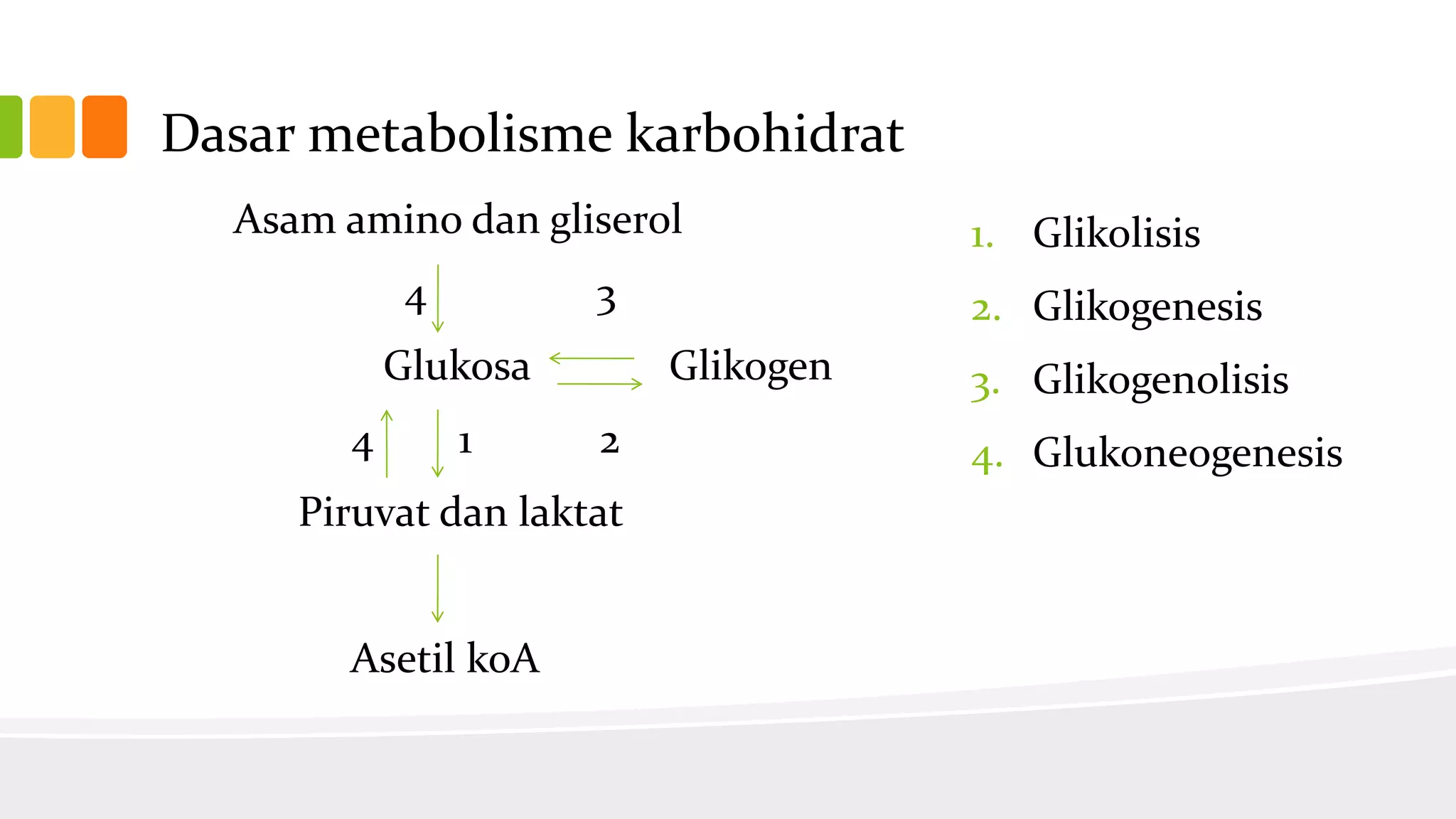 Metabolisme karbohidrat (1) | PDF