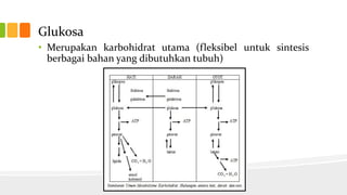 Metabolisme karbohidrat (1) | PDF