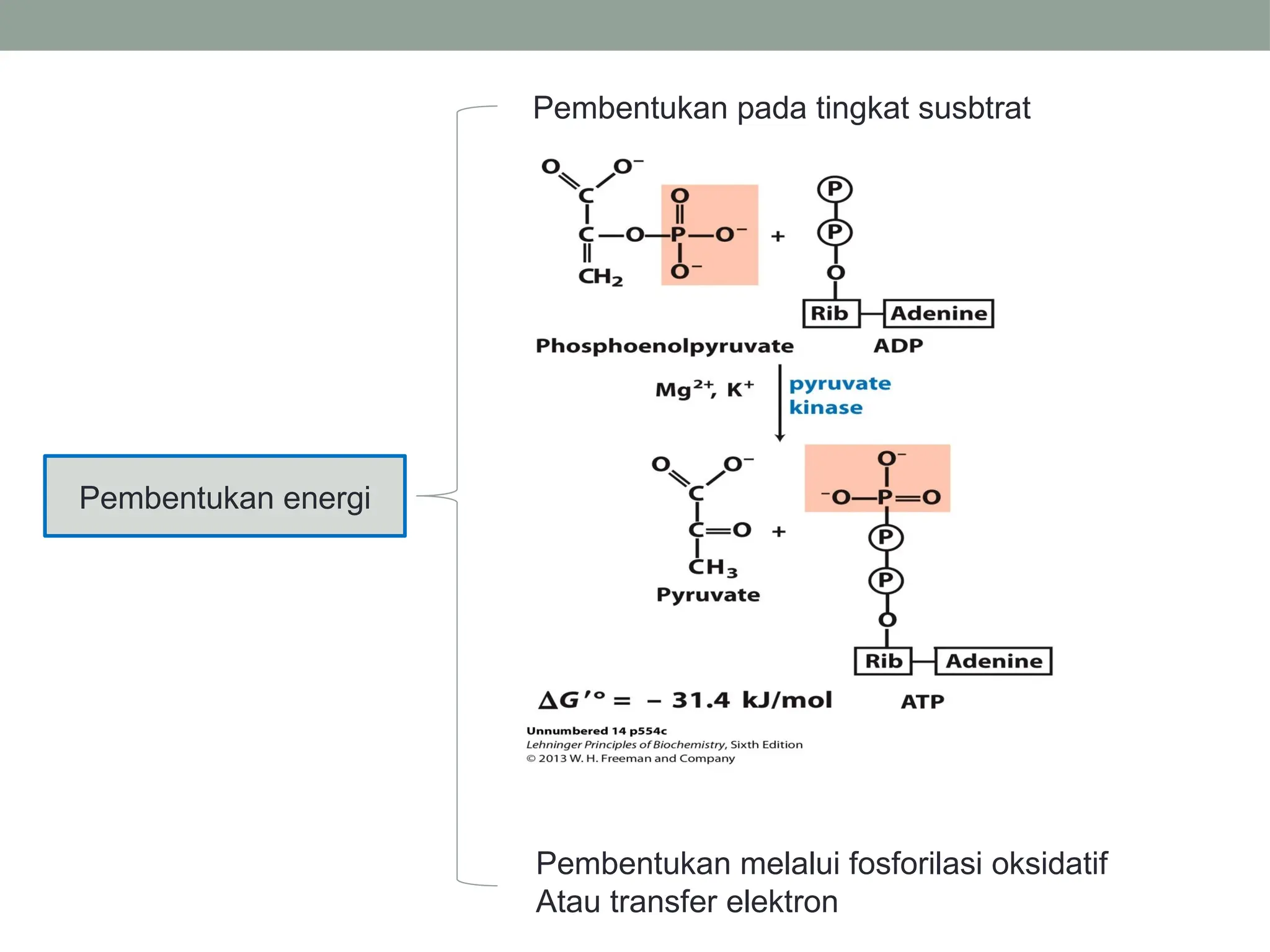 Metabolisme Karbohidrat (Proses Glikolisis) | PPTX
