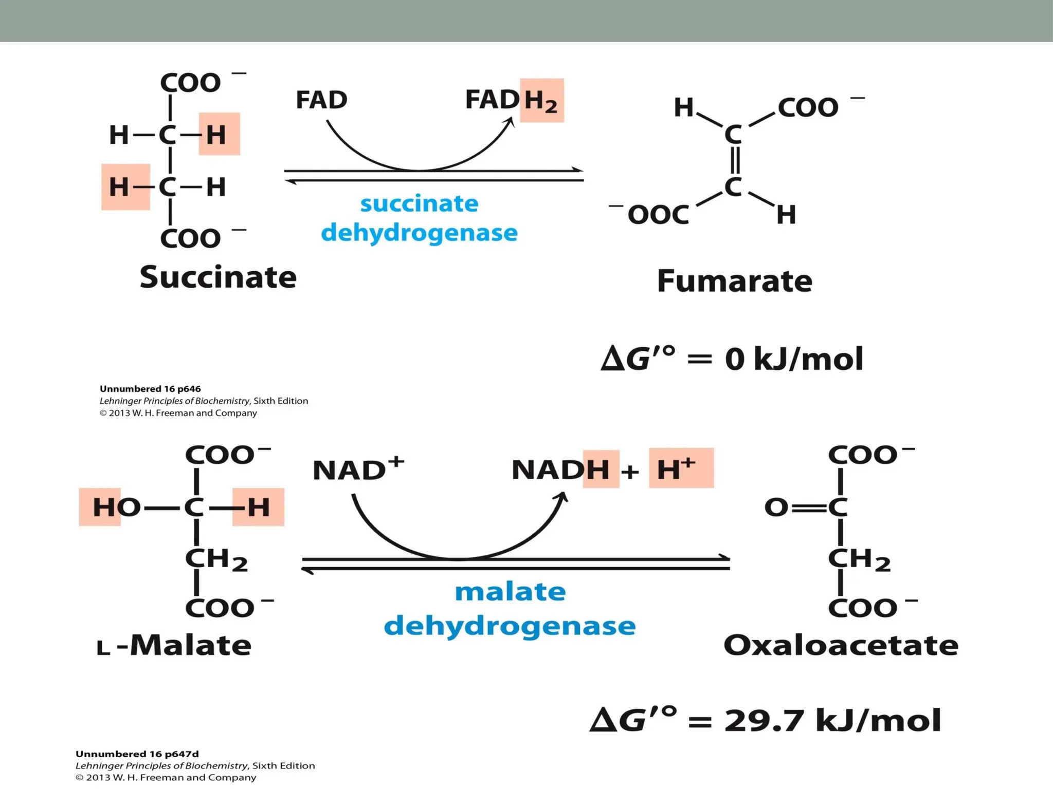 Metabolisme Karbohidrat (Proses Glikolisis) | PPTX