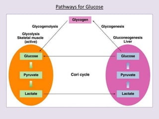 Metabolisme karbohidrat II | PPTX