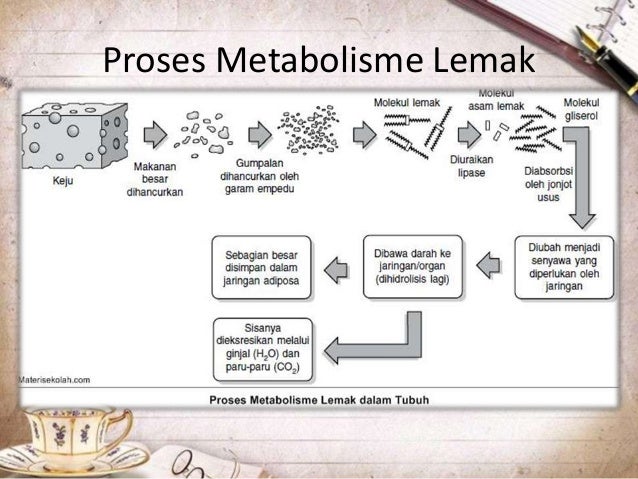 Aplikasi Proses Metabolisme Lemak