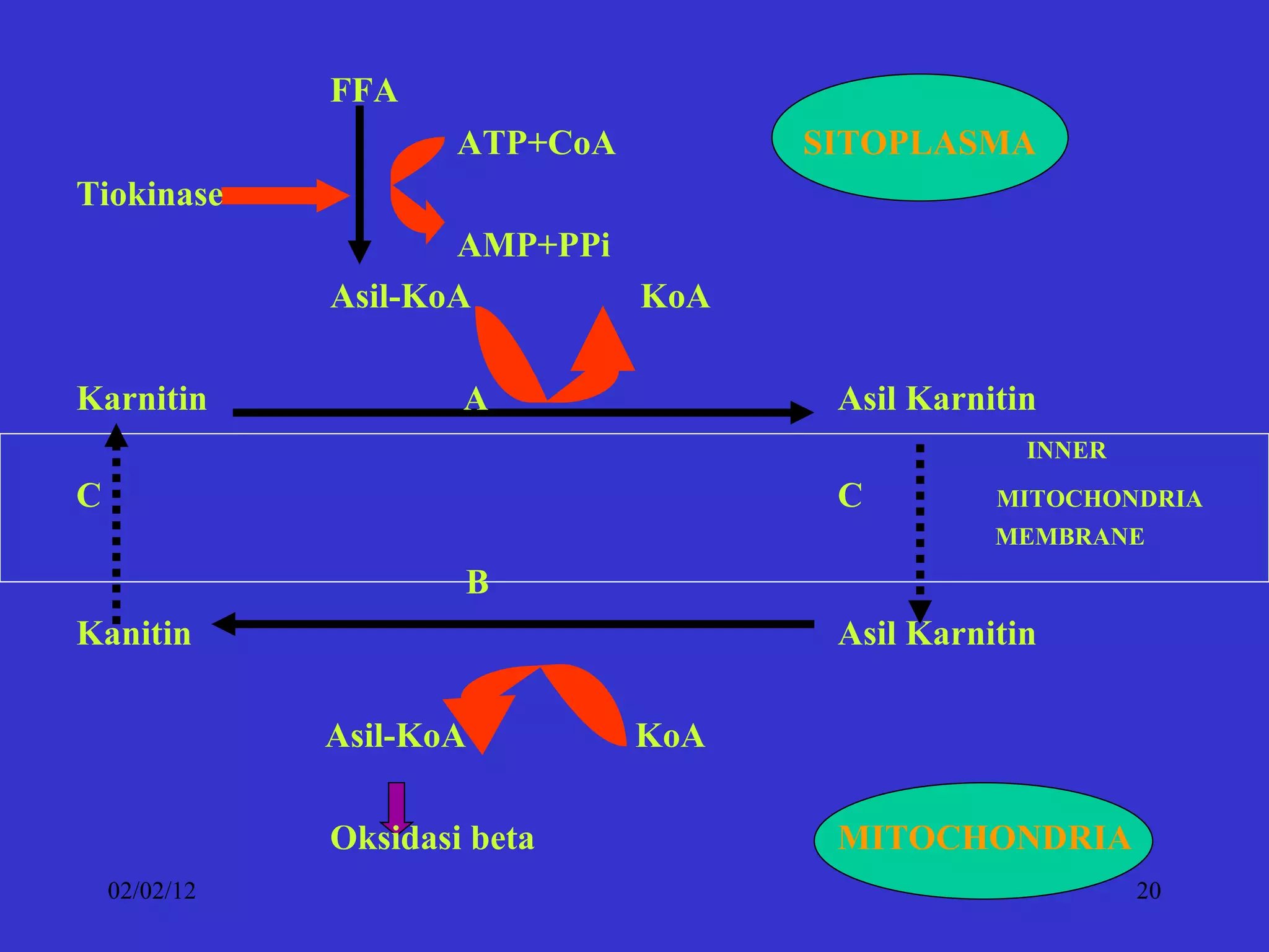 Metabolisme lipid | PPT