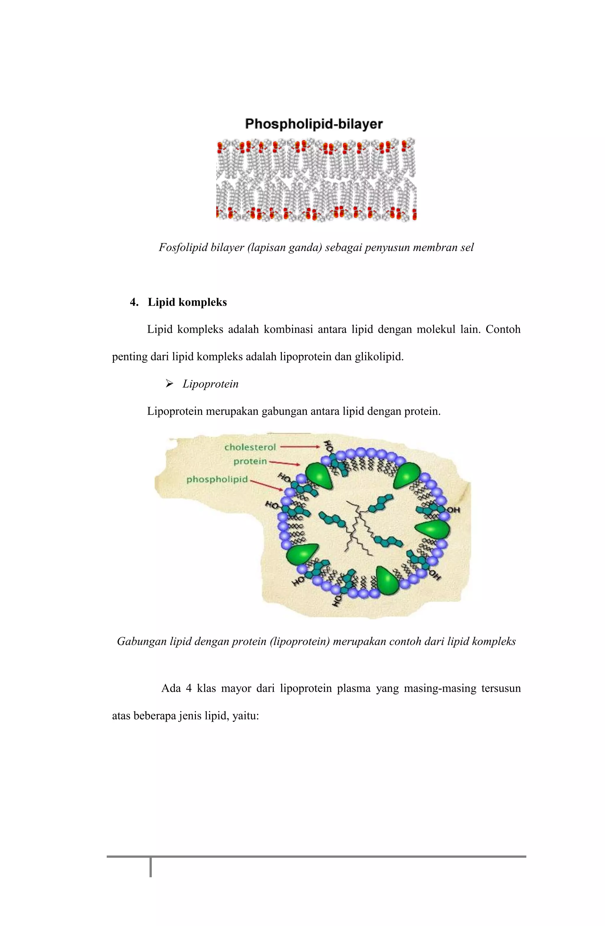 Metabolisme lipid | PDF