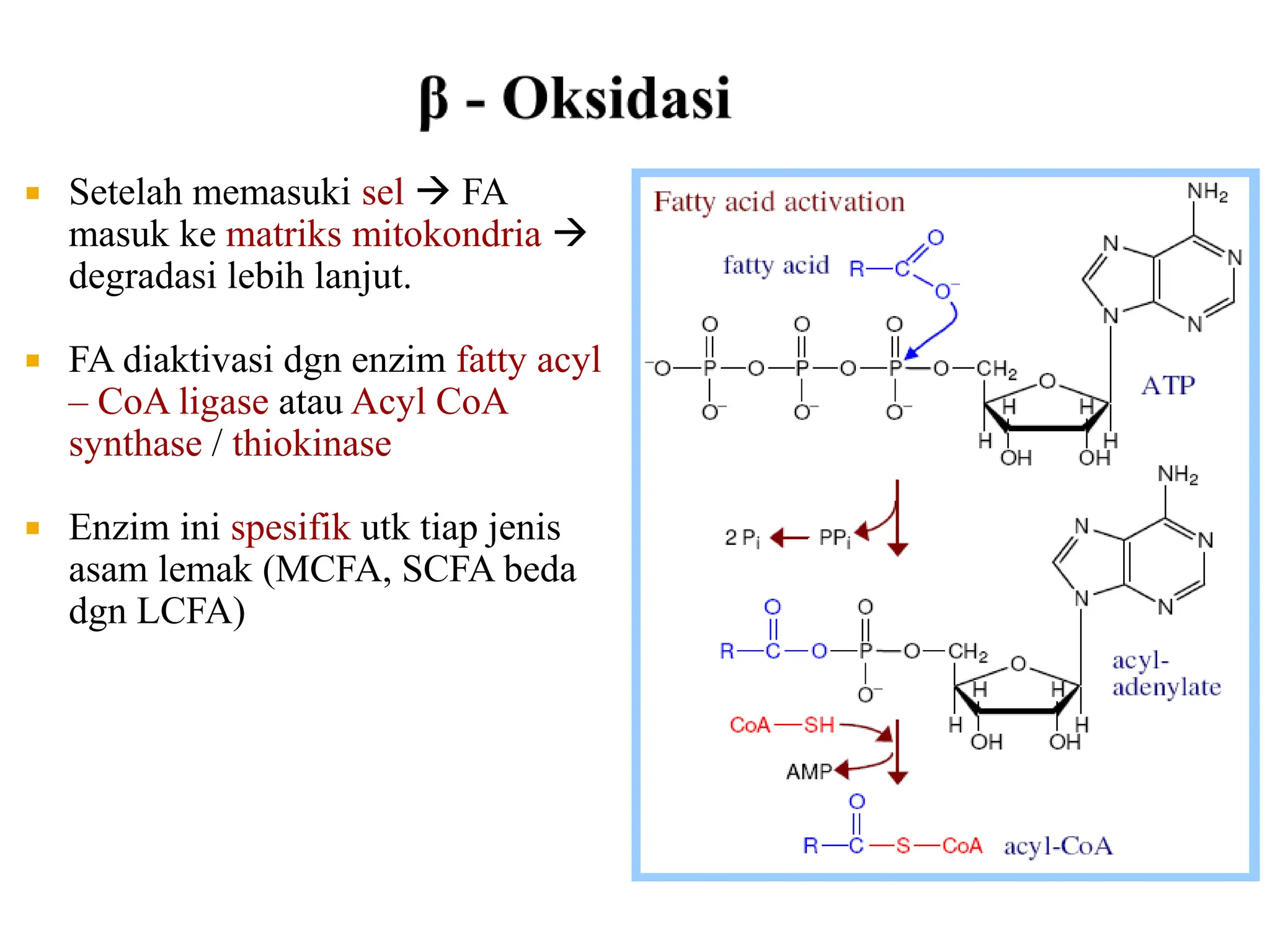 metabolismelipid dalam tubuh-190510101708.pdf