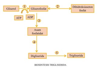 metabolismelipid dalam tubuh-190510101708.pdf