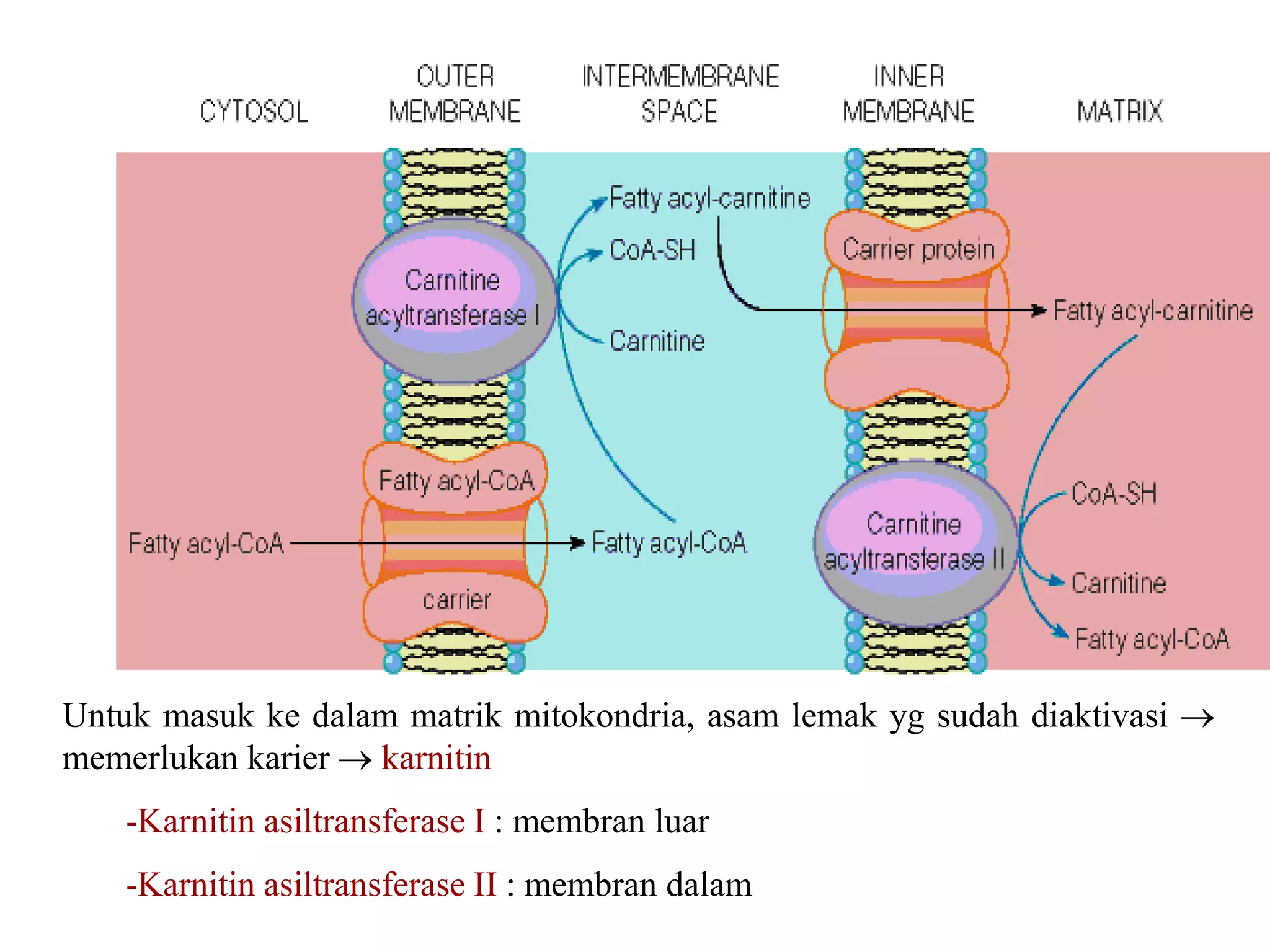 Metabolisme lipid | PPTX