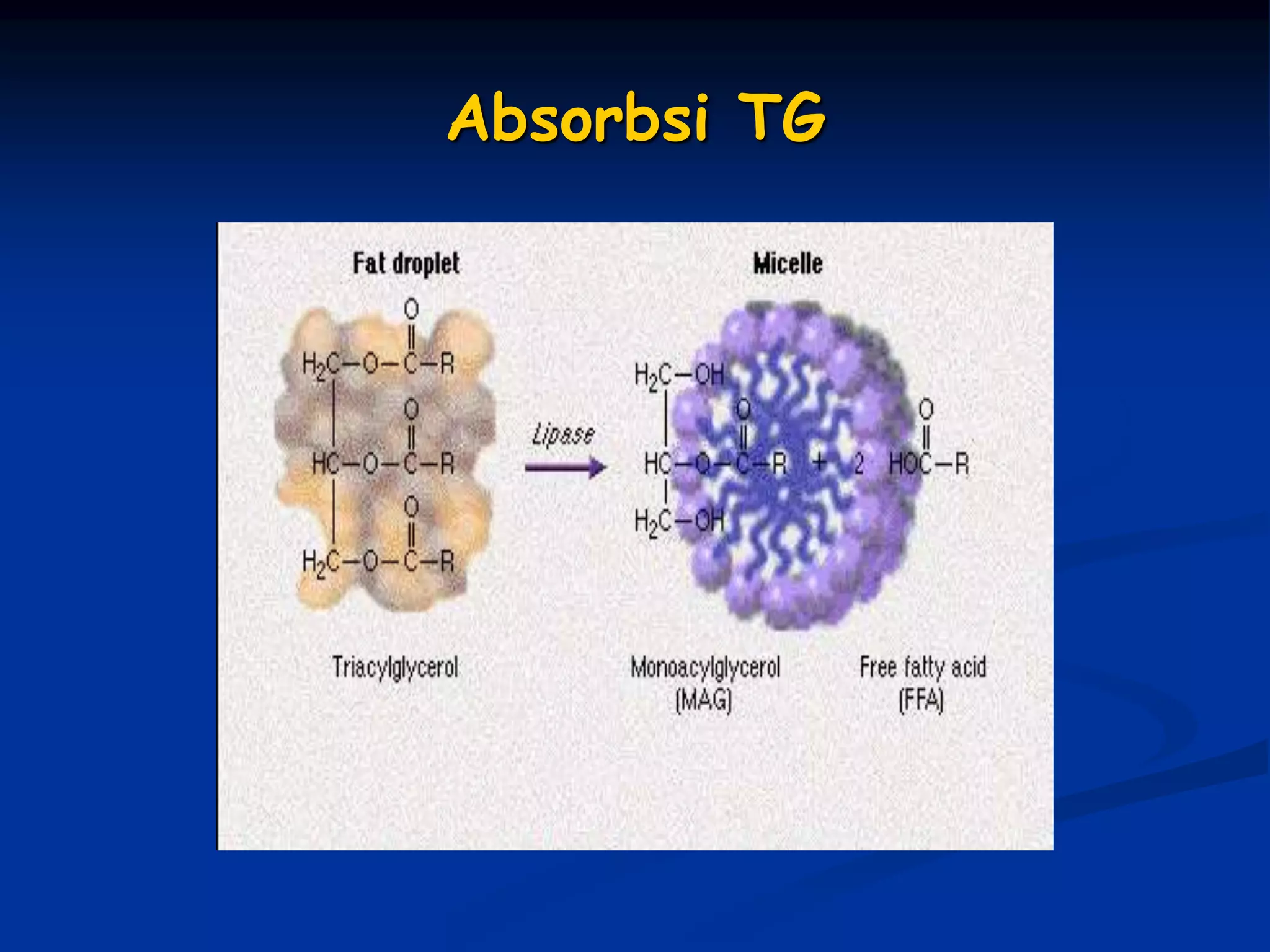 Metabolisme lipid.ppt