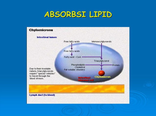 Metabolisme lipid.ppt