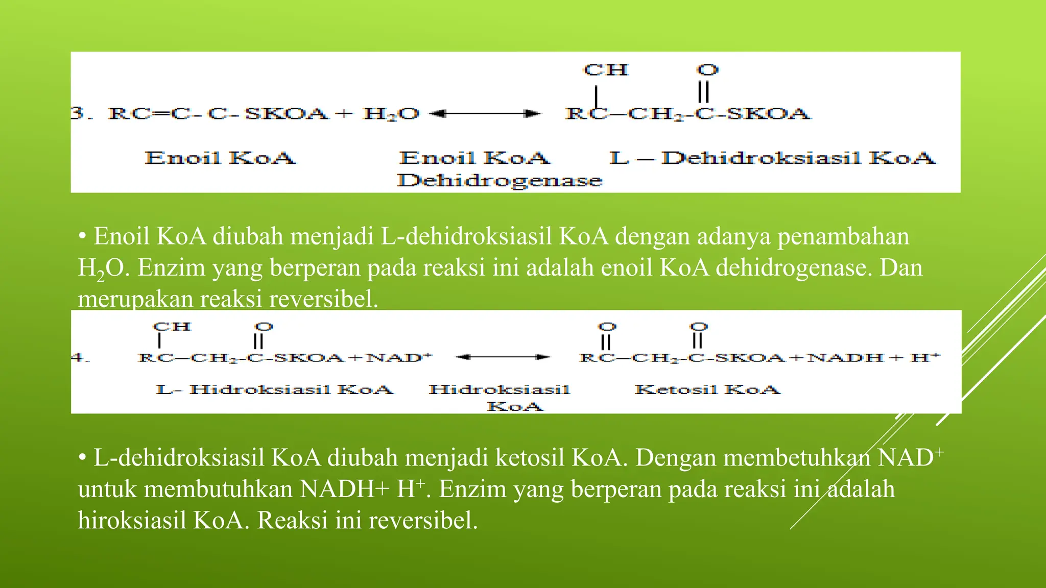 METABOLISME LIPID, Definisi, SIFAT FISIKA.pptx