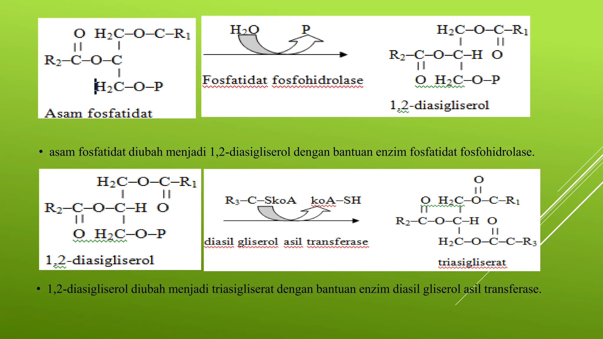 METABOLISME LIPID, Definisi, SIFAT FISIKA.pptx