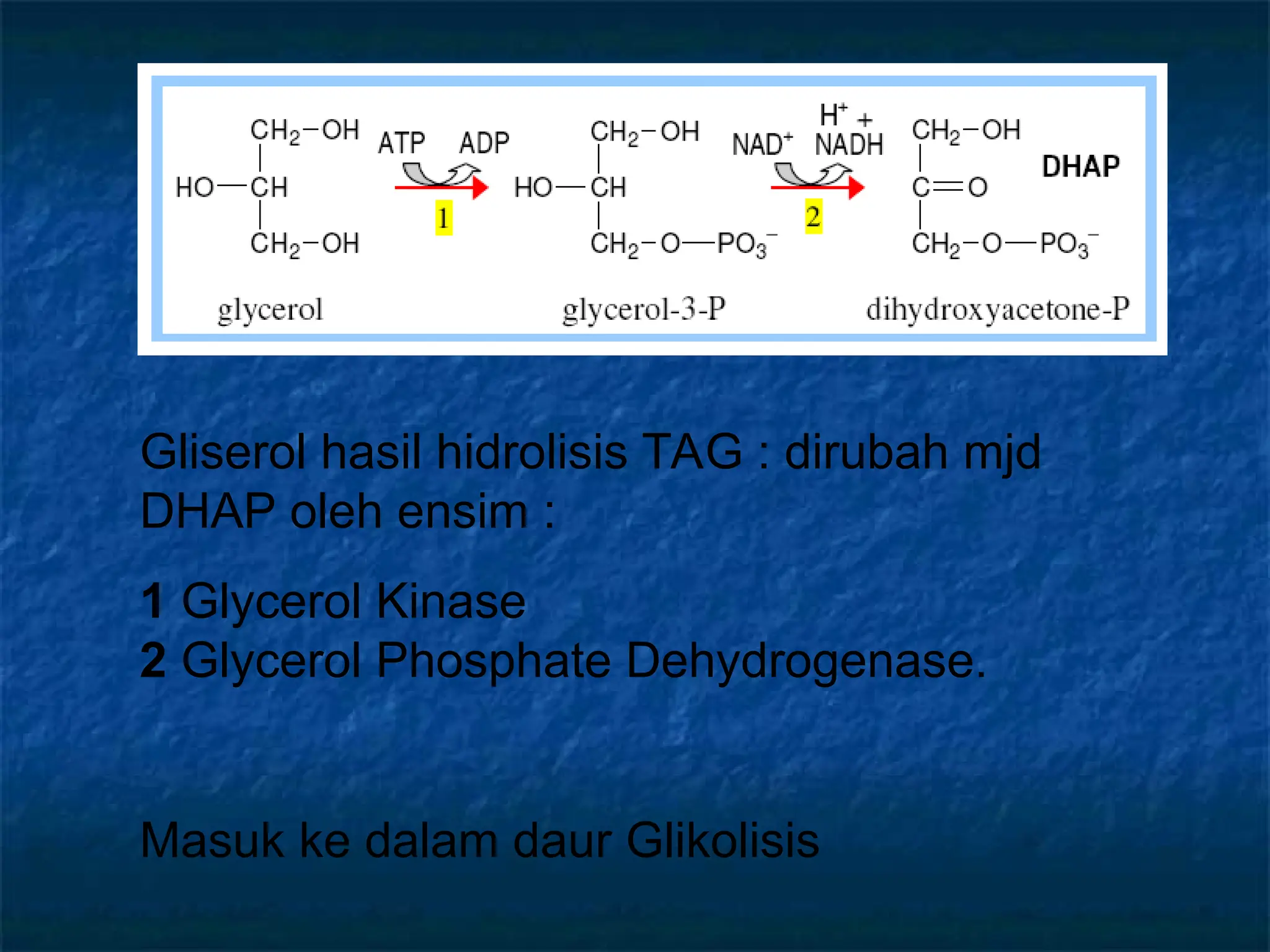 Metabolisme Lipid Metabolisme Lipid Metabolisme Lipid | PPT