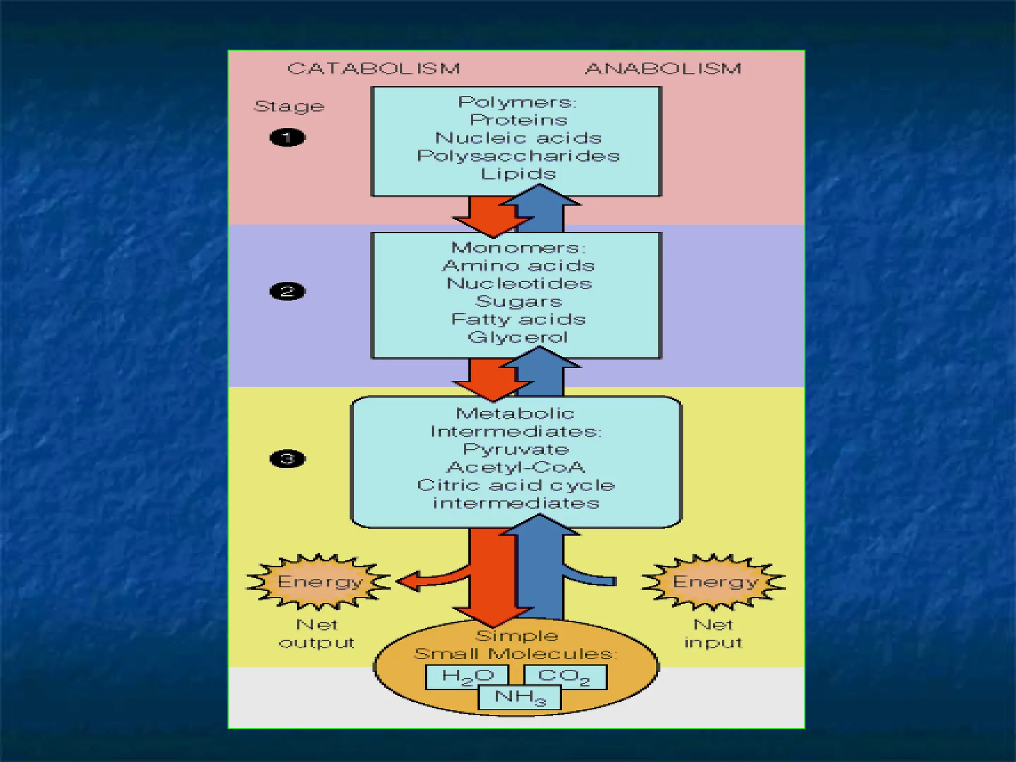 Metabolisme Lipid Metabolisme Lipid Metabolisme Lipid | PPT