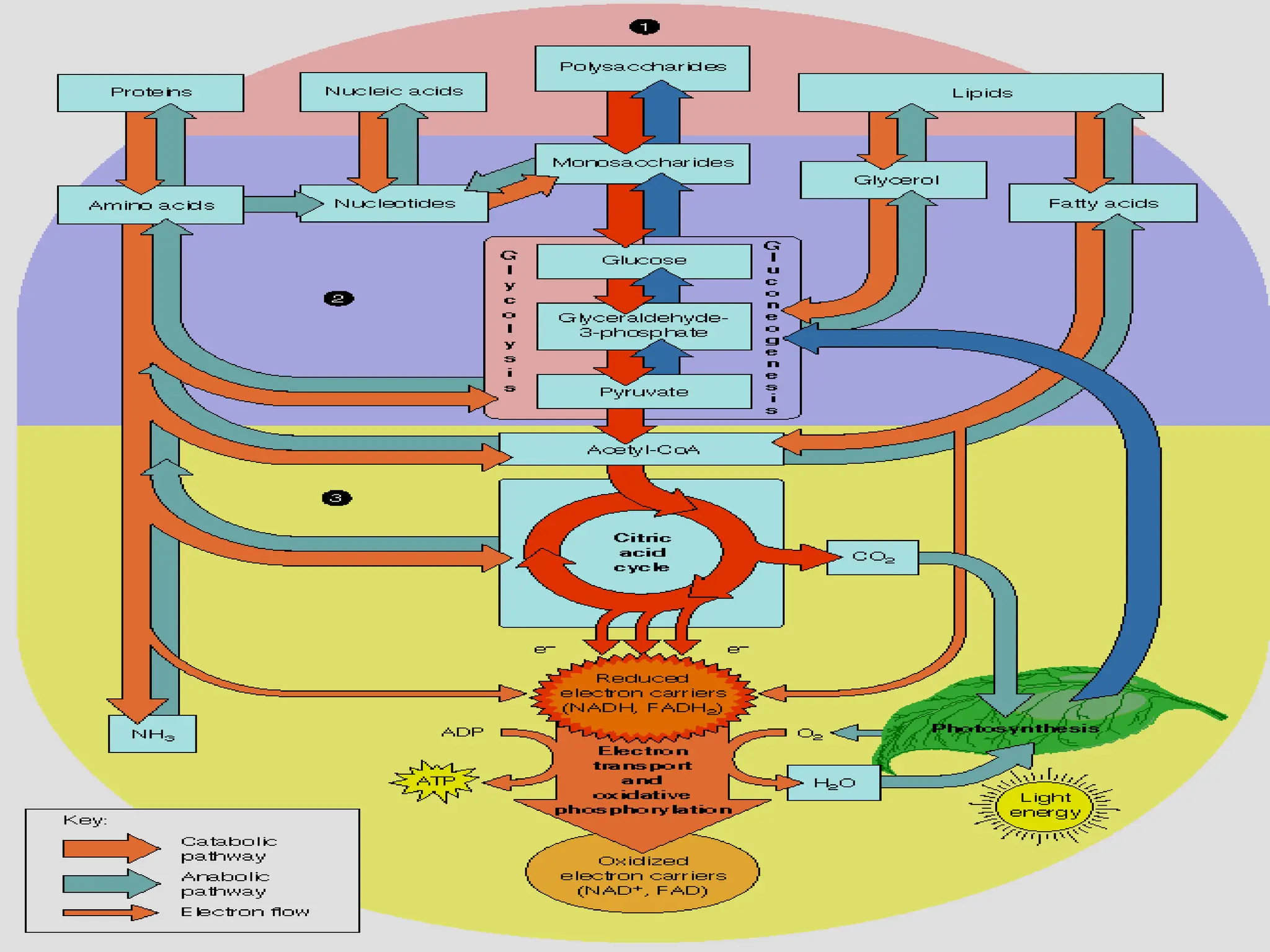 Metabolisme Lipid Metabolisme Lipid Metabolisme Lipid | PPT