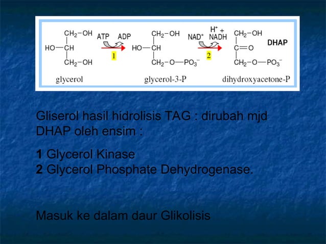 Metabolisme Lipid Metabolisme Lipid Metabolisme Lipid | PPT