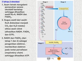 metabolisme lipid abcderft sjjss wej.pdf