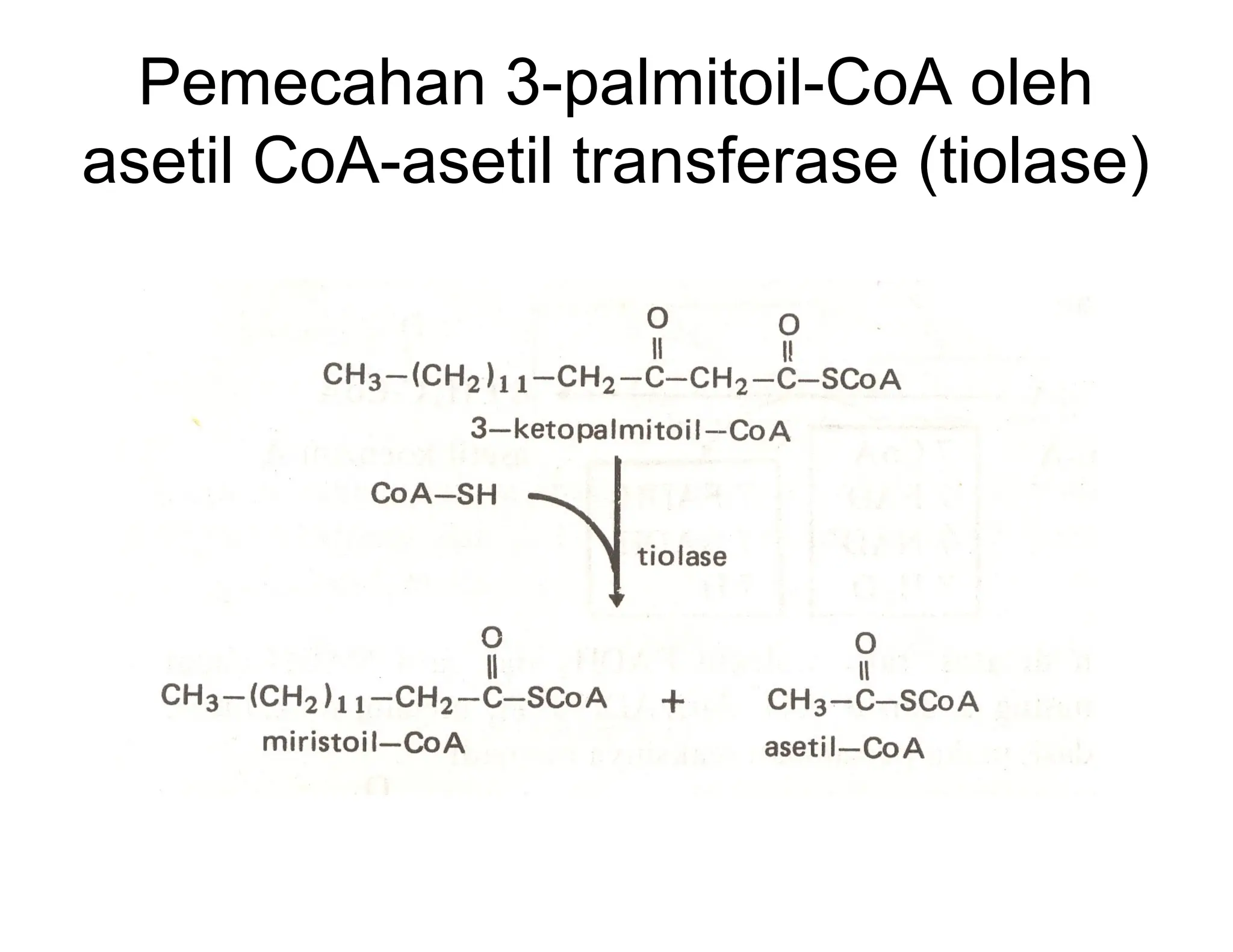 METABOLISME LIPID METABOLISME LIPIDMETABOLISME LIPID.ppt