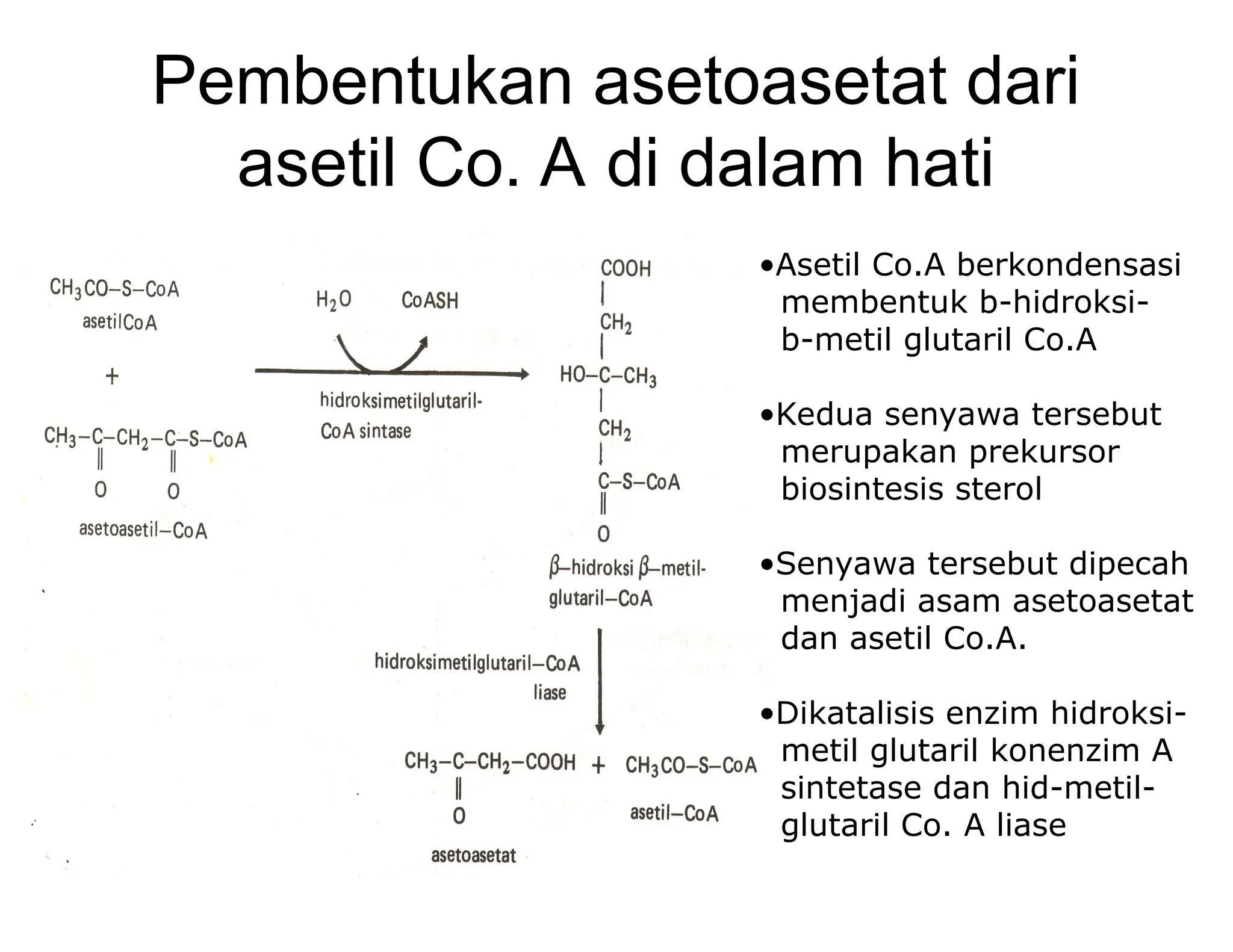 METABOLISME LIPID METABOLISME LIPIDMETABOLISME LIPID.ppt