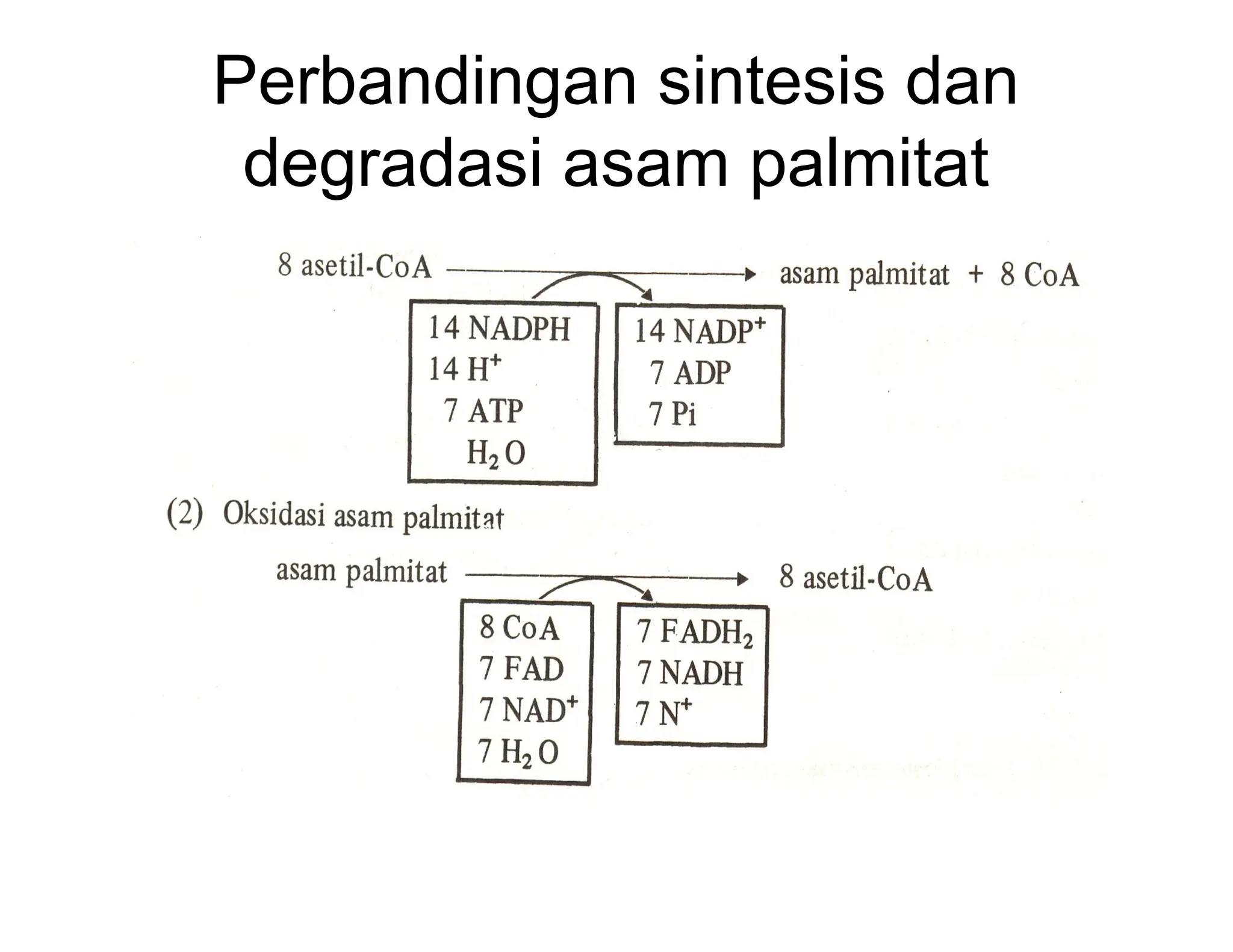 METABOLISME LIPID METABOLISME LIPIDMETABOLISME LIPID.ppt
